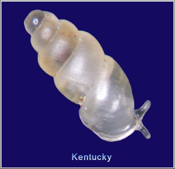 Carychium exile H. C. Lea, 1842 Ice Thorn Page Two